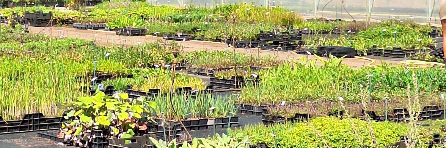 Viaverda zet in op biologische sierteelt | ccbt